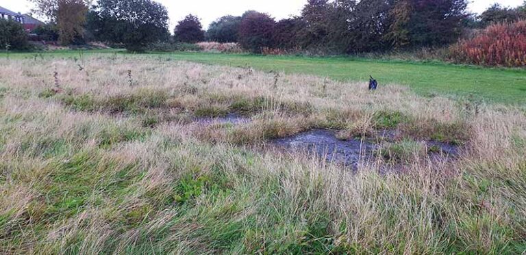 Darwin Fish – Steven Lovell